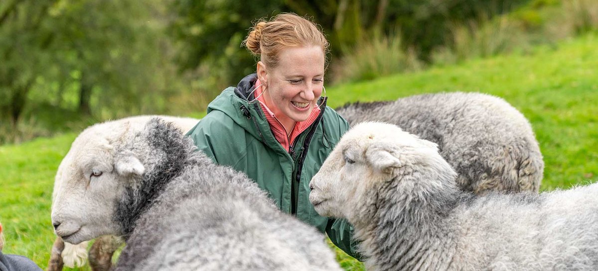 Meet the Herdwick Sheep | Luxury Vacations UK