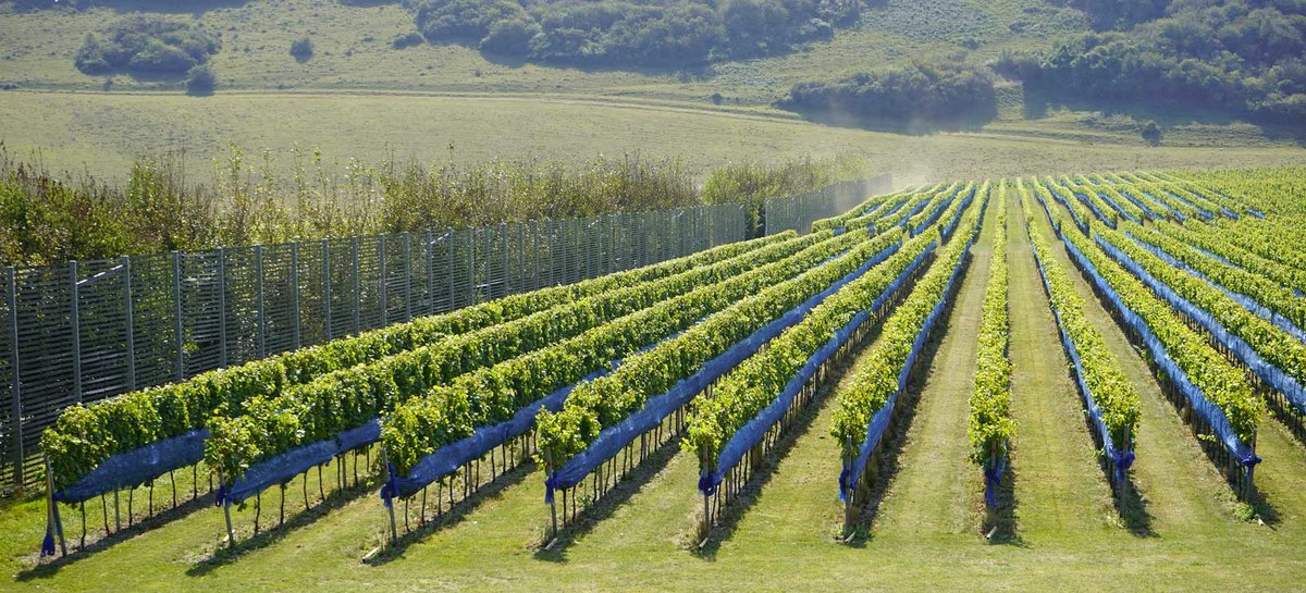 England's Wine Country | Luxury Vacations UK