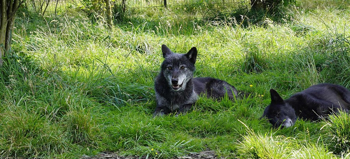 Walk with Wolves Experience | Luxury Vacations UK