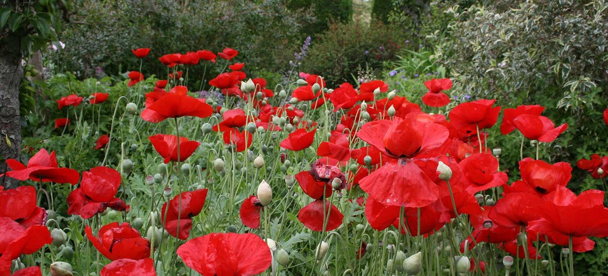 Gardens of Kent: Sissinghurst and Great Dixter | Luxury Vacations UK